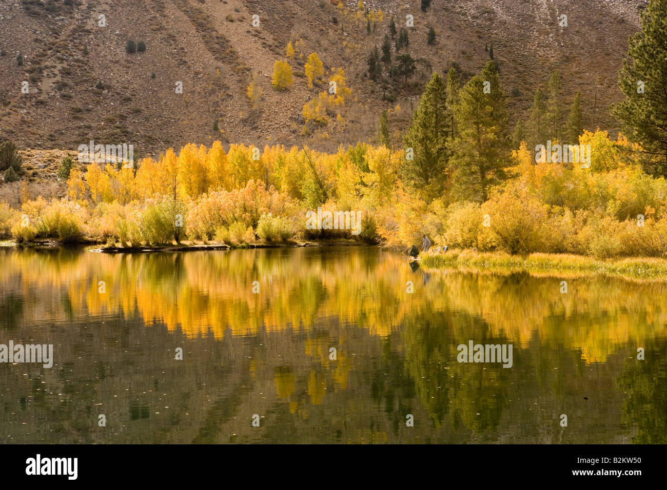 Bright yellow aspens reflect in a small Lake near Aspendell east of ...