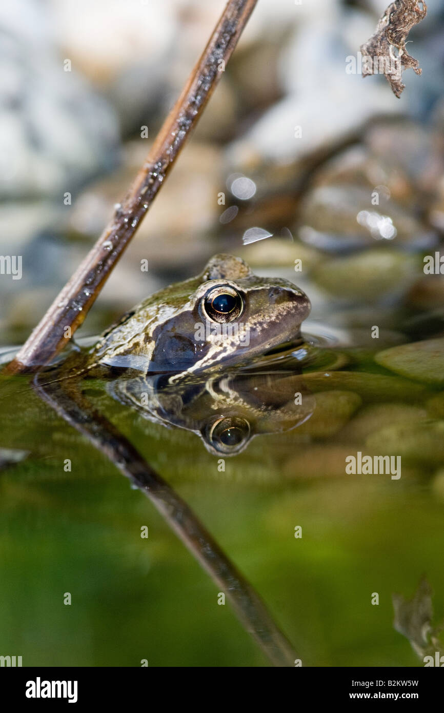 common frog with a reflection Stock Photo - Alamy