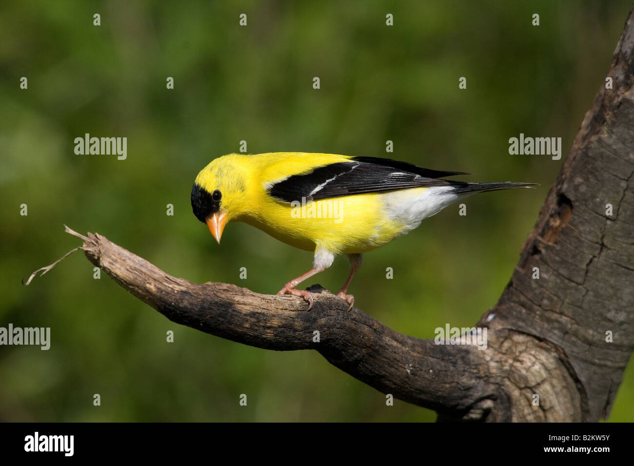 American goldfinch male Stock Photo - Alamy