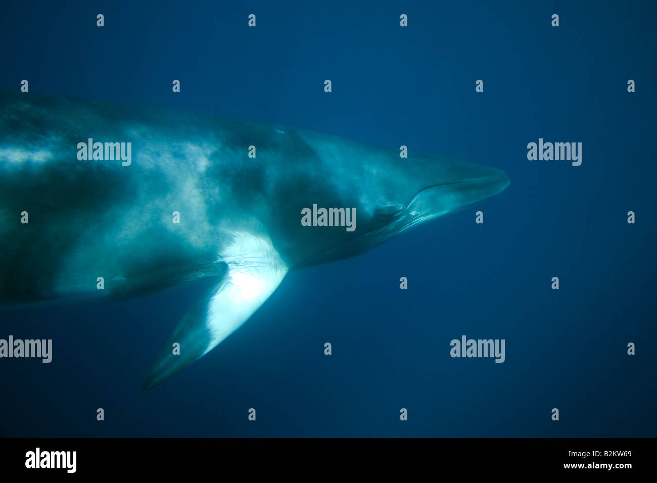 Dwarf Minke Whale Balaenoptera acutorostrata Great Barrier Reef ...