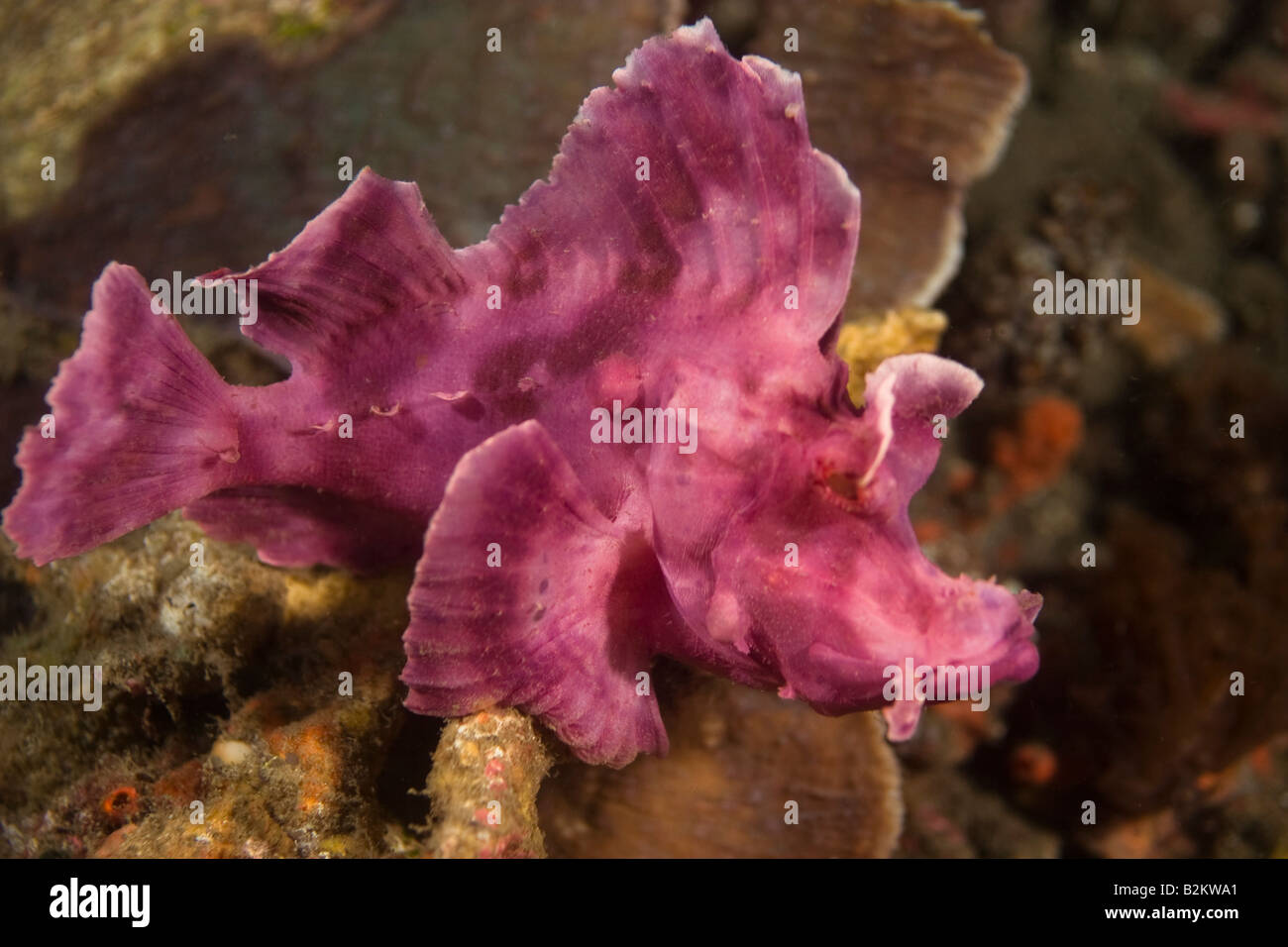 Purple Rhinopias eschmeyeri Lembeh Strait North Sulawesi Indonesia ...