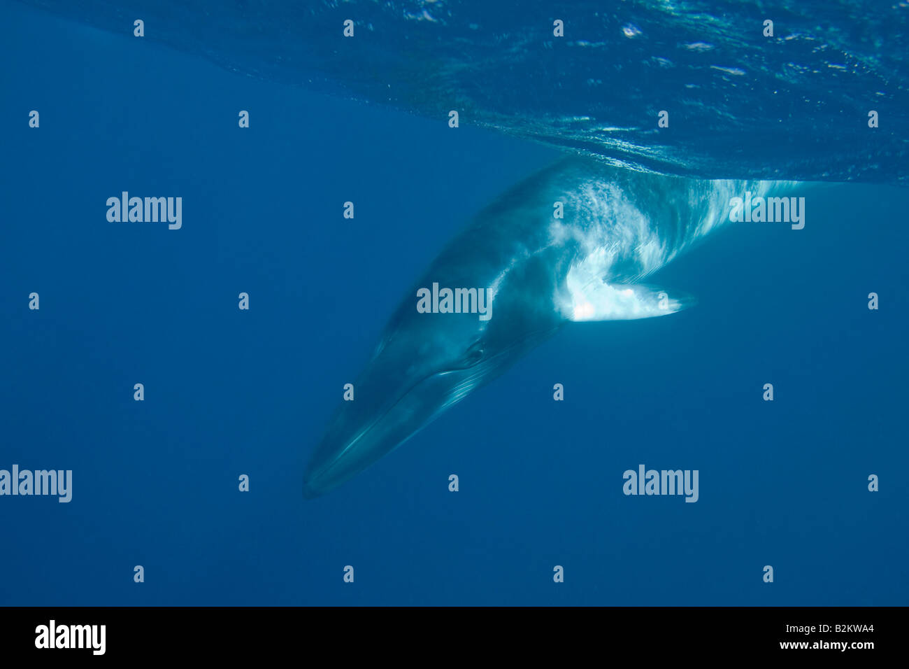 Dwarf Minke Whale Balaenoptera acutorostrata Great Barrier Reef ...