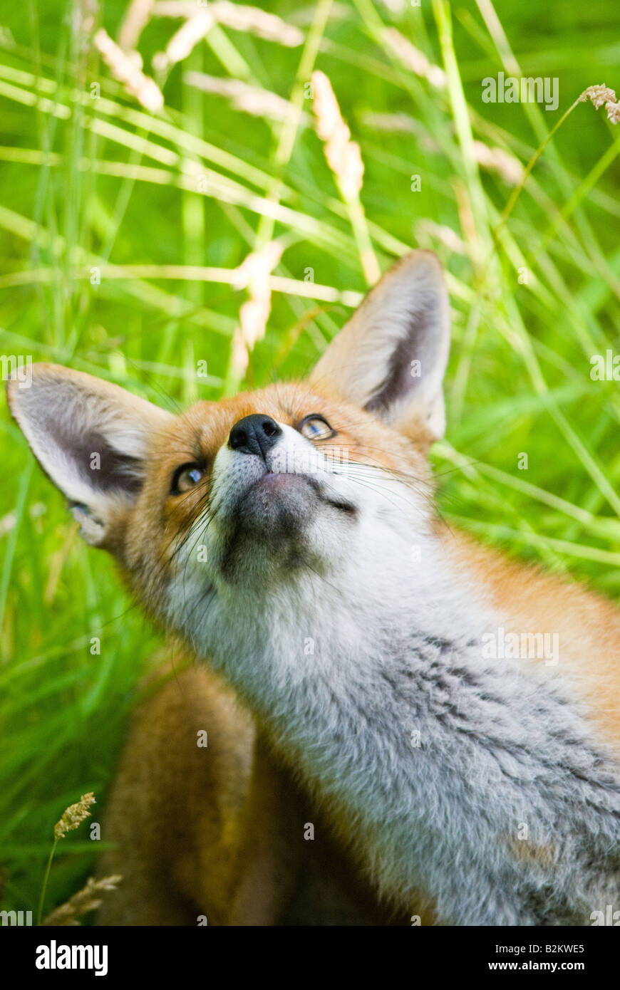 red fox in long grass Stock Photo - Alamy