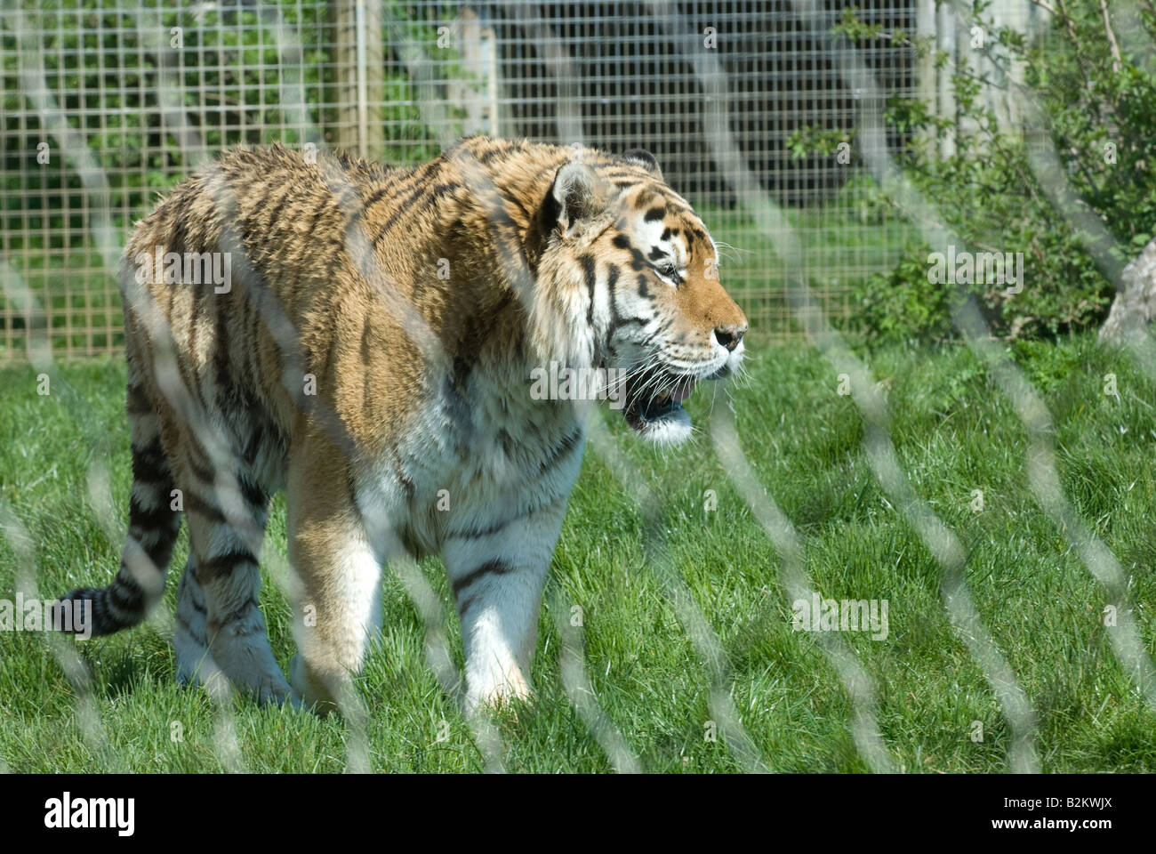 Tiger in captivity Stock Photo - Alamy