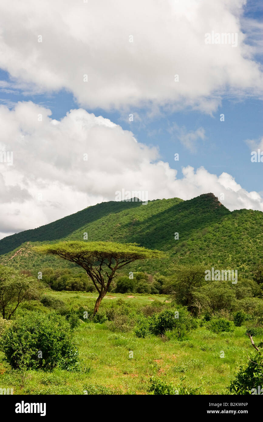 Heavy vegetation hi-res stock photography and images - Alamy