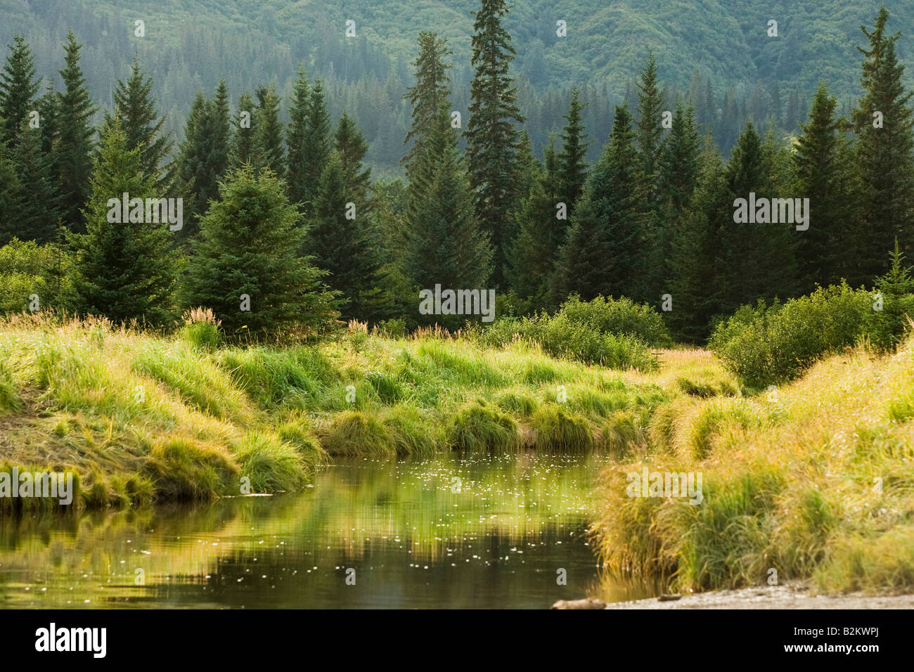 spruce forest, salmon stream Stock Photo - Alamy