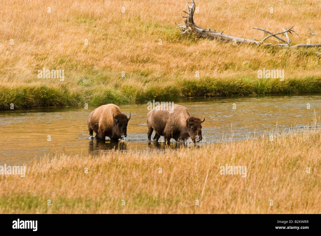 American Bison / Buffalo (Bison bison) crossing river Stock Photo - Alamy