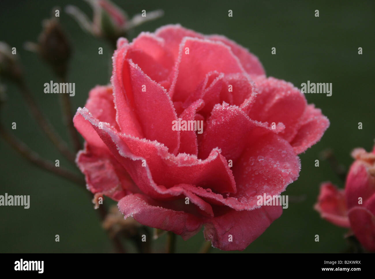 Rose with frost hi-res stock photography and images - Alamy