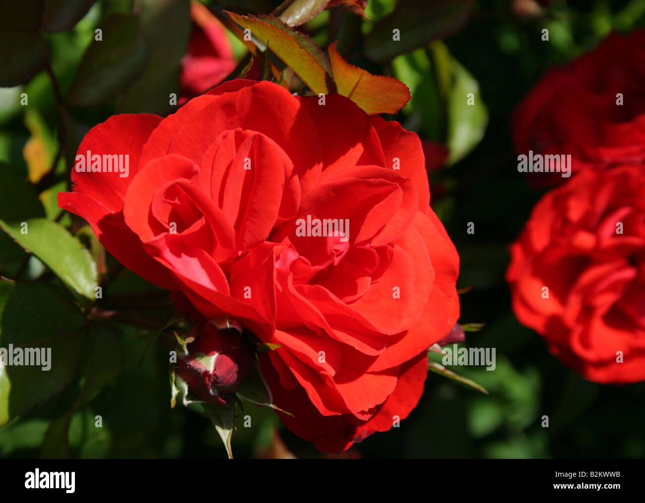 Best Red English Rose at Margaret Rice blog