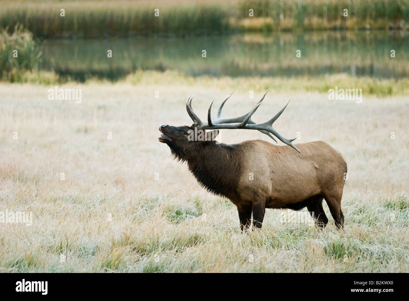 Elk / Wapiti (Cervus canadensis) Bull pre dawn Stock Photo - Alamy