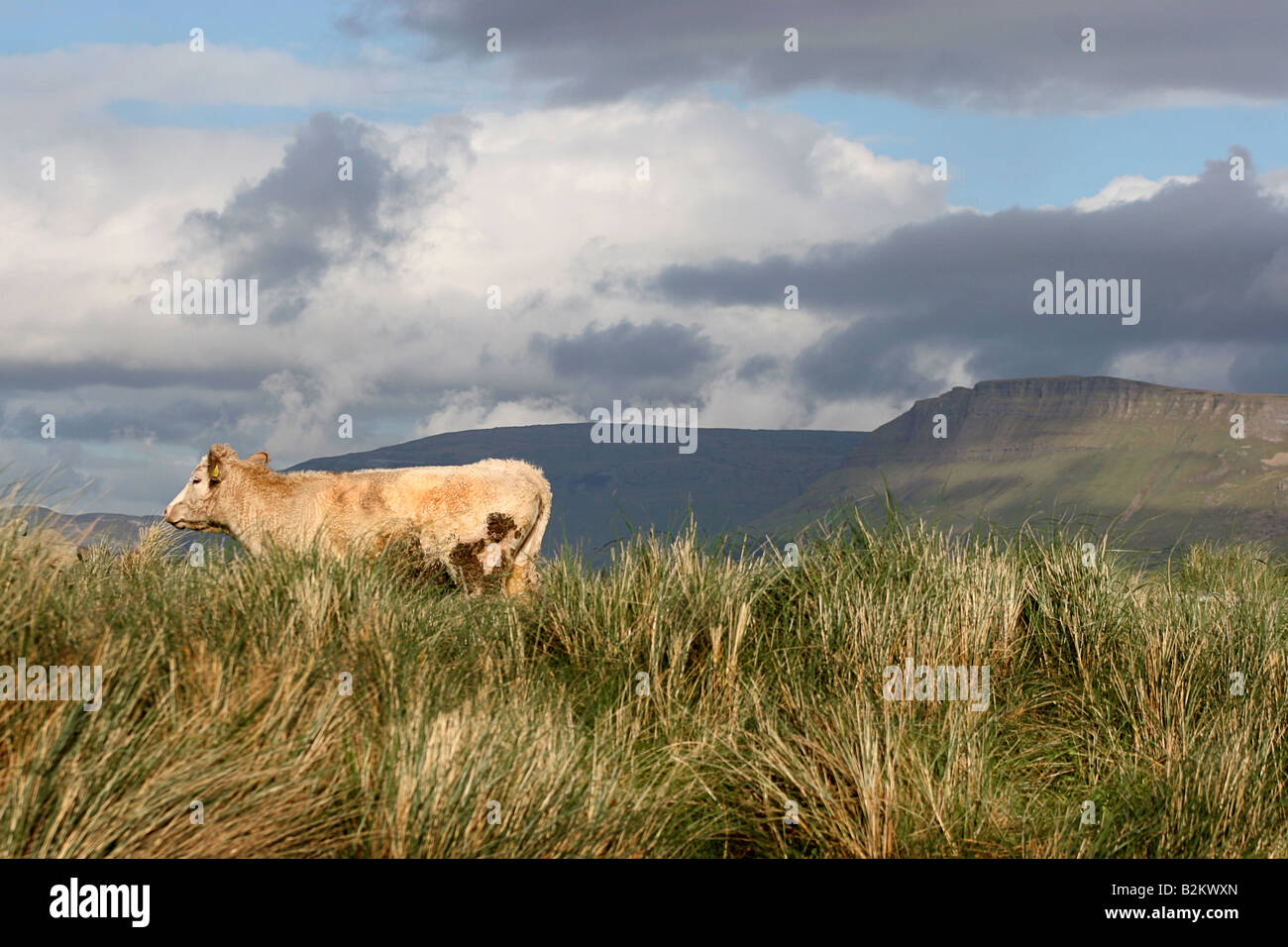 Beautiful irish beef hi-res stock photography and images - Alamy
