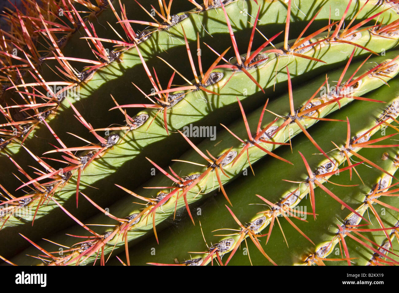 Close up of the spines and ribs of a barrel cactus Stock Photo - Alamy