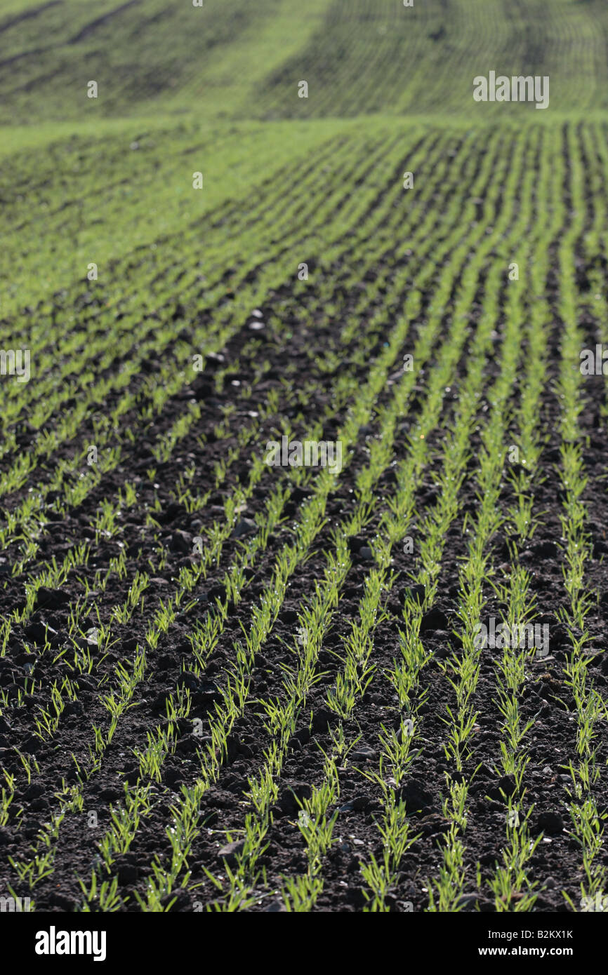 Barley sprouting shoots field hi-res stock photography and images - Alamy