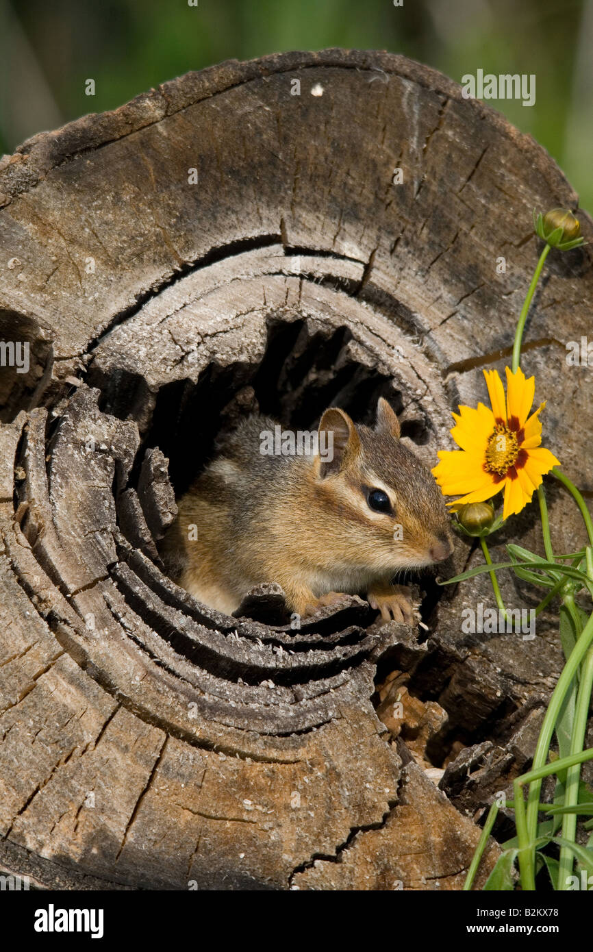 Chipmunk burrow hi-res stock photography and images - Alamy