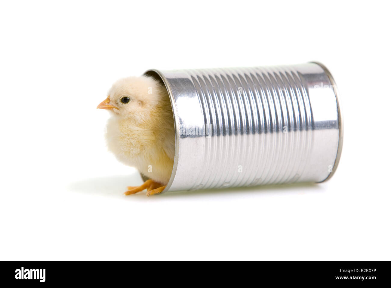 Bird can not dorink Cut Out Stock Images & Pictures - Alamy