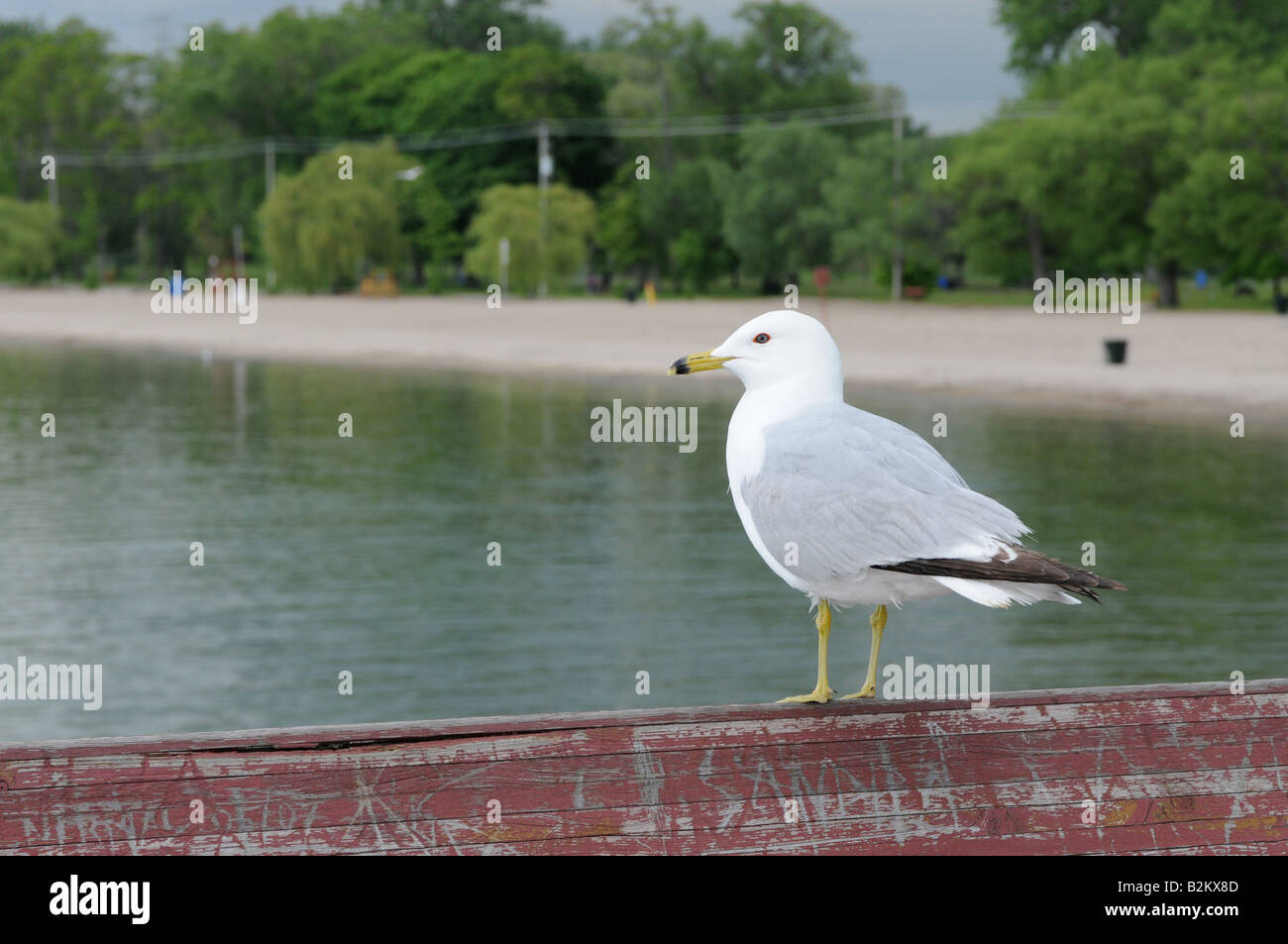 A solitary seagull surveys the beach and outer harbour from a perch on ...