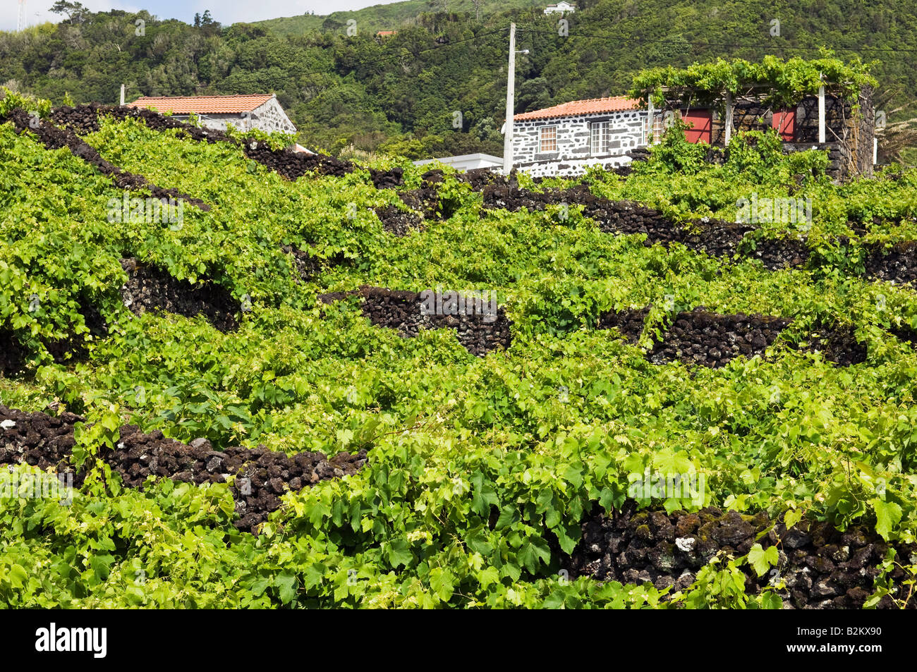 Traditional vineyard landscape of Pico Island, Azores, Portugal Stock ...