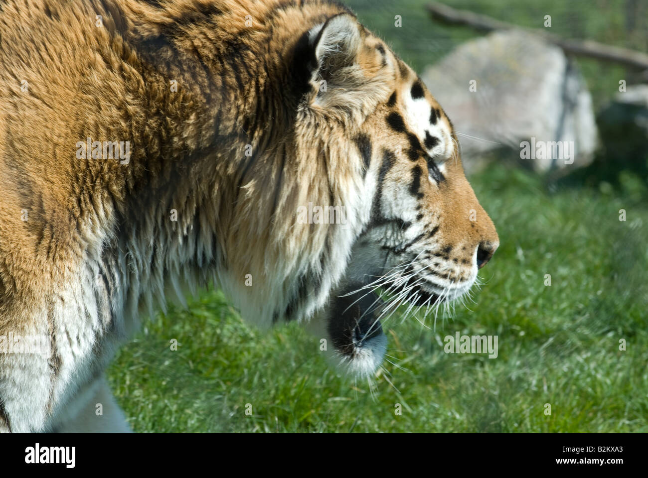 Tiger marwell zoo hi-res stock photography and images - Alamy