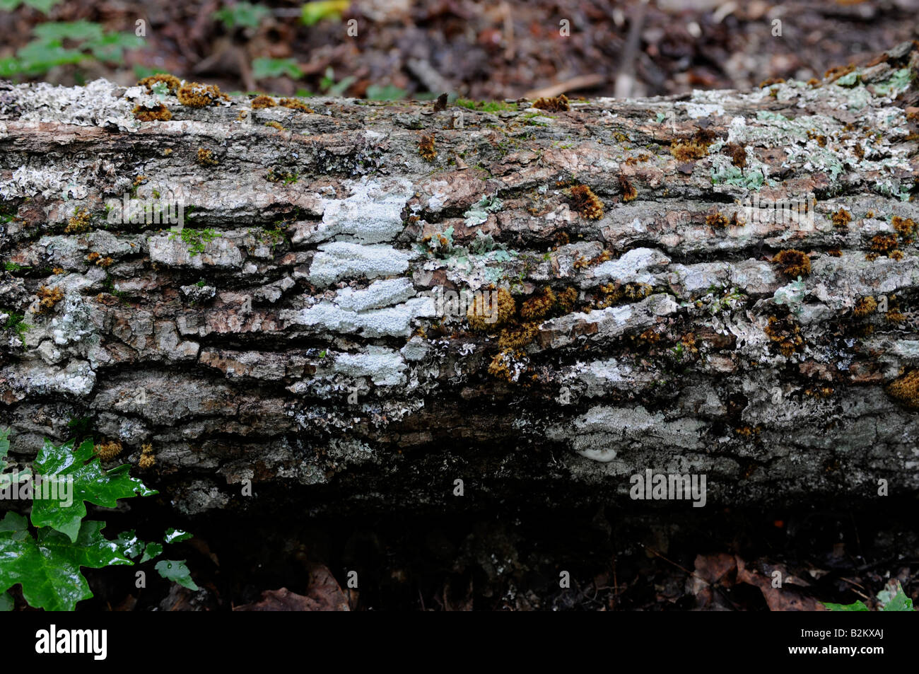 Blight Forest Stock Photos & Blight Forest Stock Images - Alamy