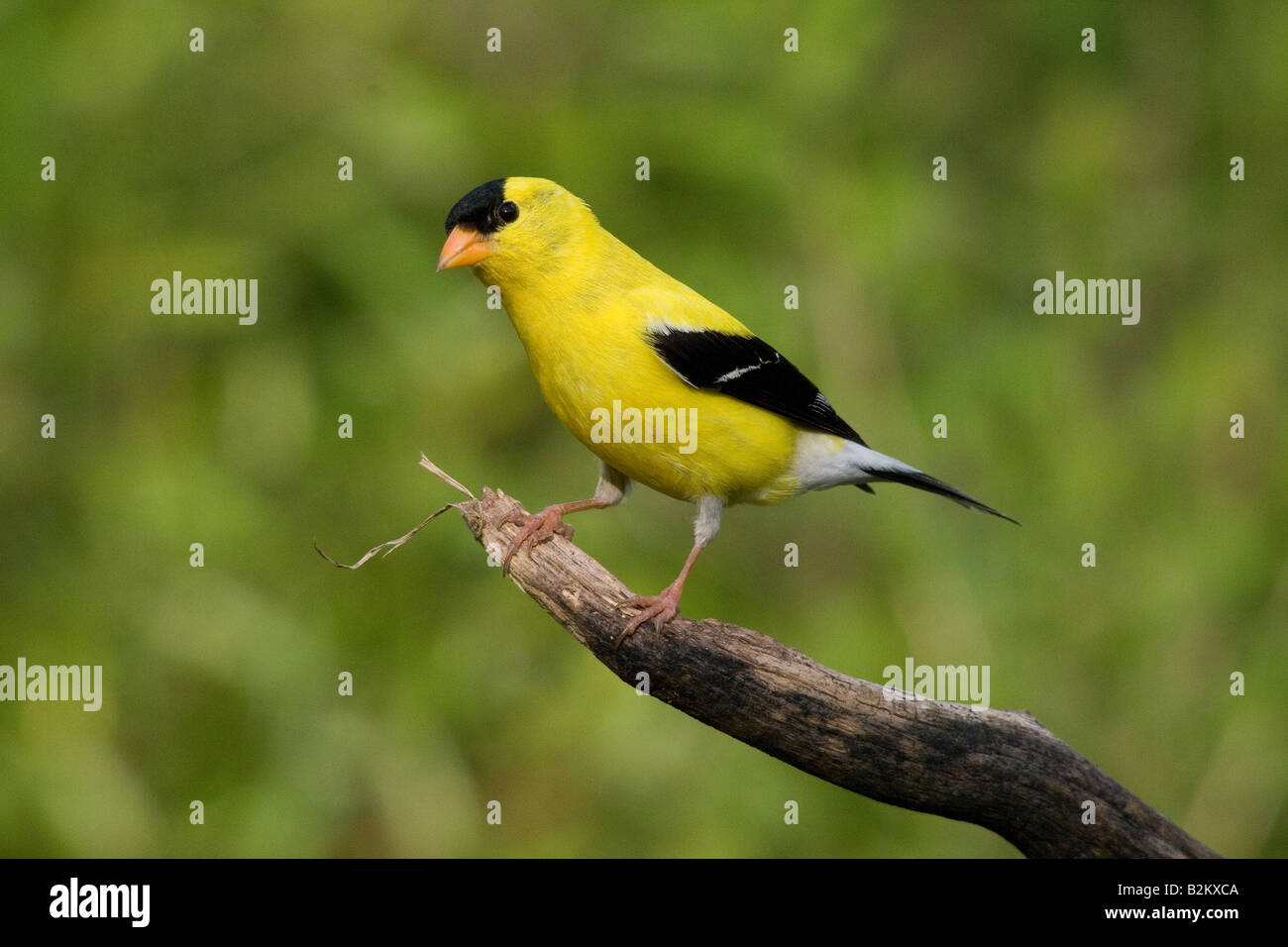 Male American goldfinch Stock Photo - Alamy
