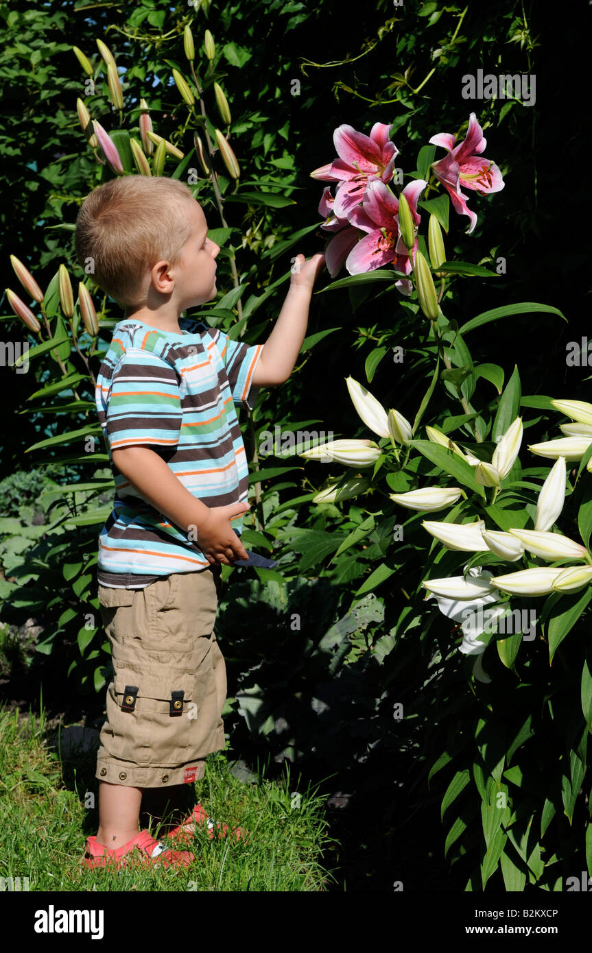 A beautiful little boy admiring lilly blooms in his mother's garden ...