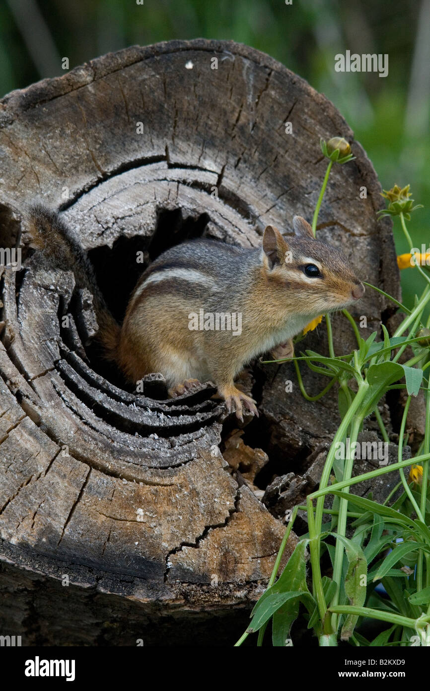 Chipmunk burrow hi-res stock photography and images - Alamy