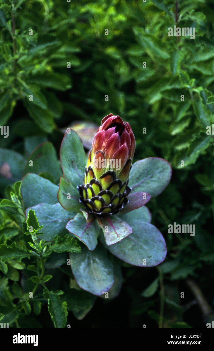 Protea the Eden Project Cornwall United Kingdom Stock Photo - Alamy