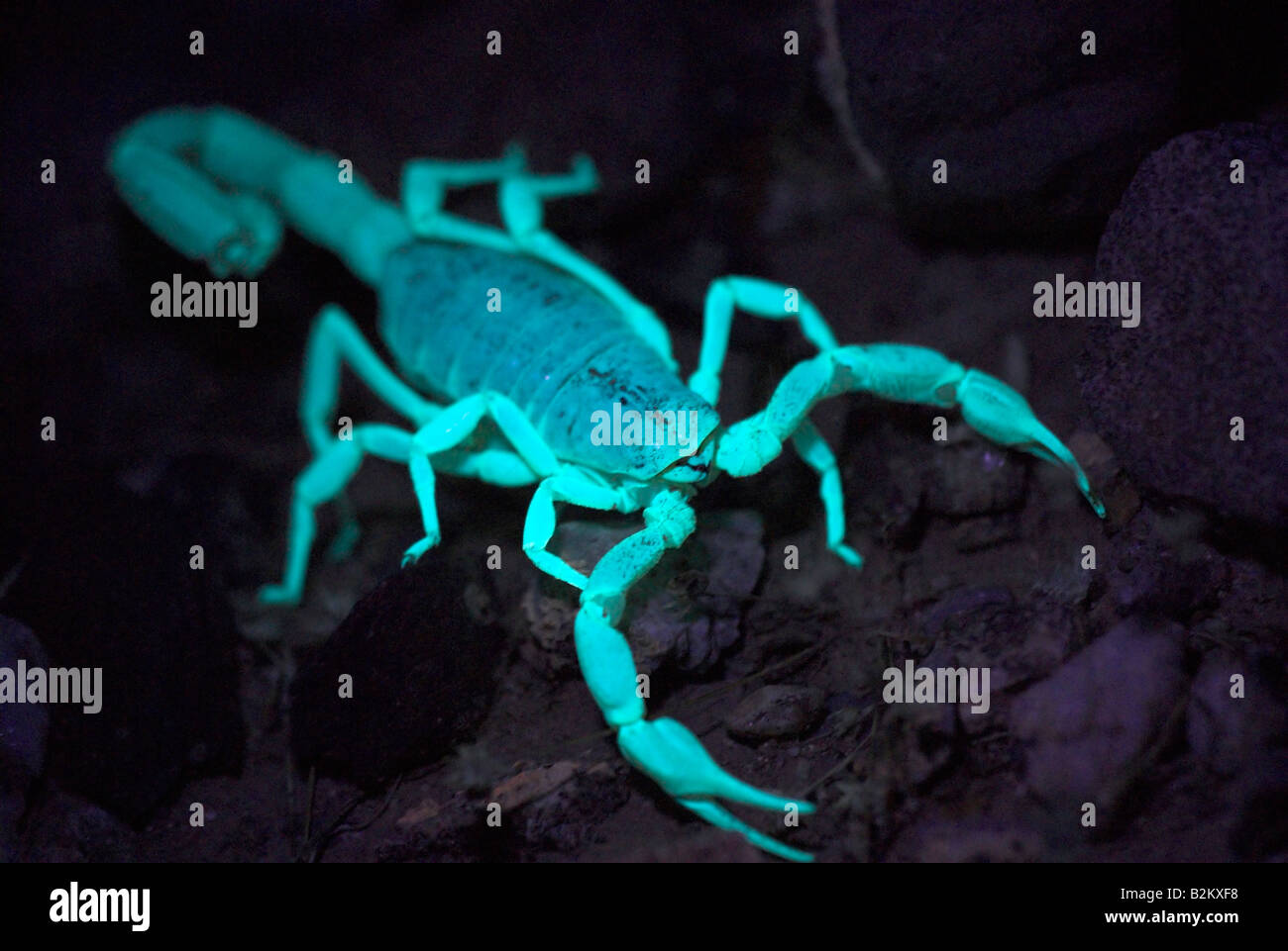 Scorpion Desert Arizona High Resolution Stock Photography and Images ...