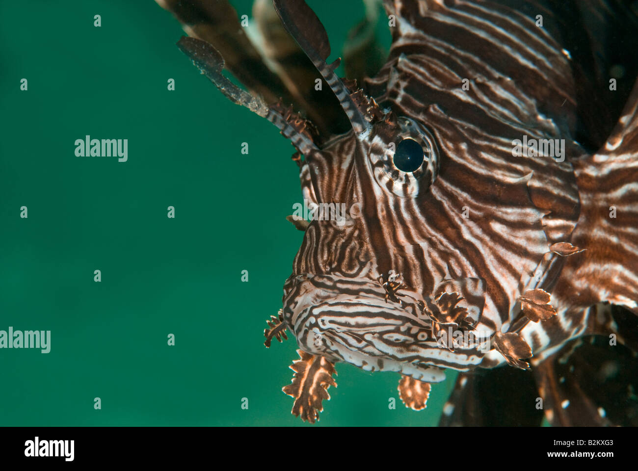 Lionfish up close and personal Stock Photo - Alamy