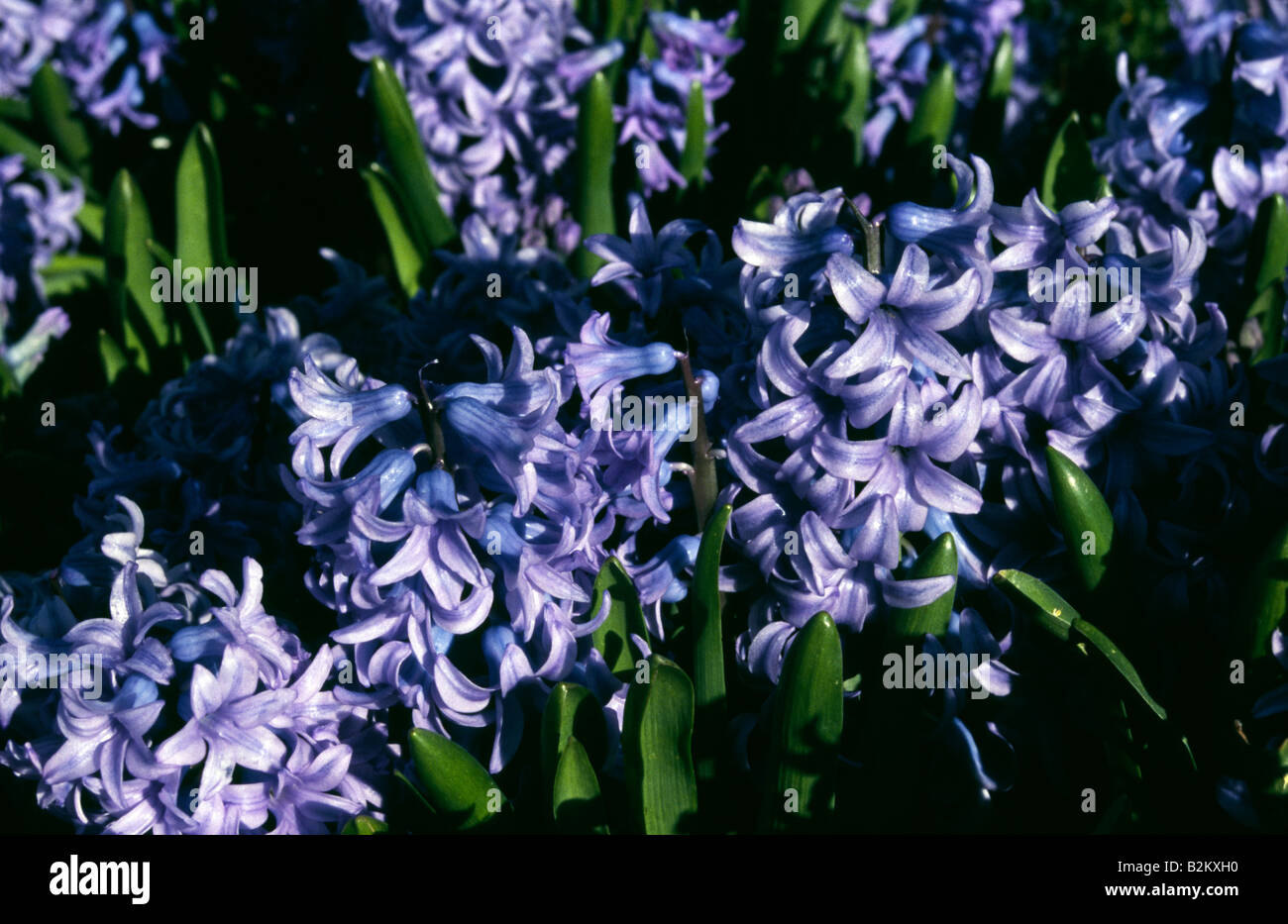 Blue Hyacinths the Eden Project Cornwall UK Stock Photo - Alamy