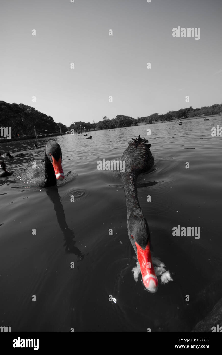 Black swan eating bread hi-res stock photography and images - Alamy Black swan eating bread hi-res stock photography and images - Alamy