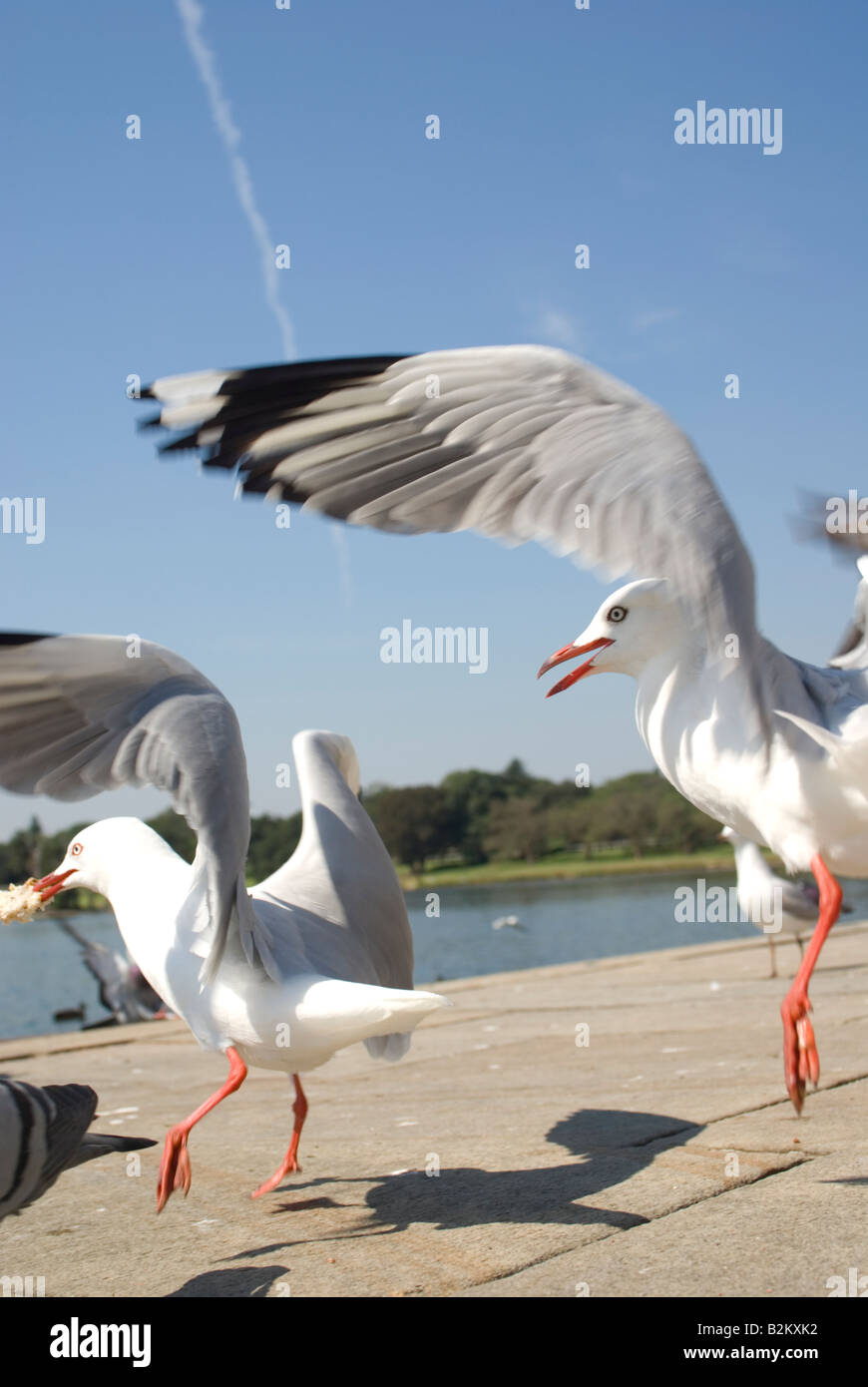 Seagulls take off hi-res stock photography and images - Alamy