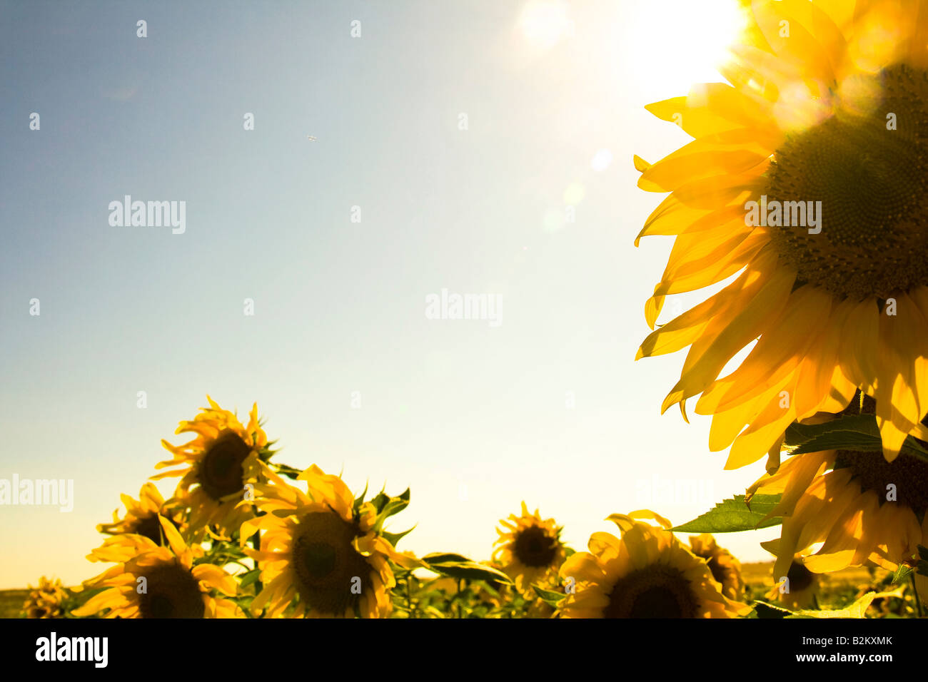 Sunflower field alentejo portugal helianthus hi-res stock photography ...