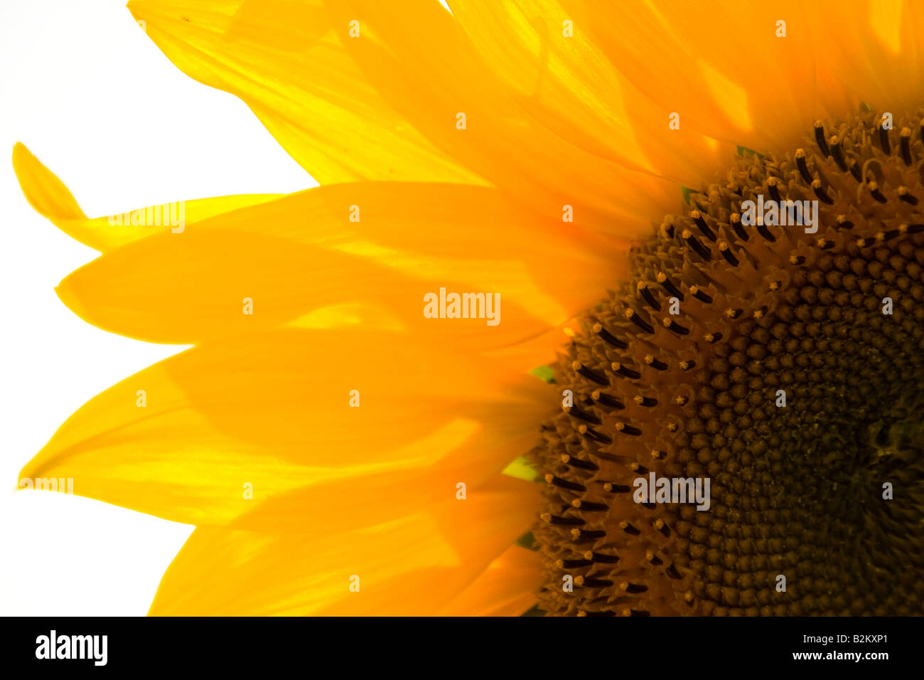 sunflower field Alentejo, Portugal ( Helianthus annuus Stock Photo - Alamy