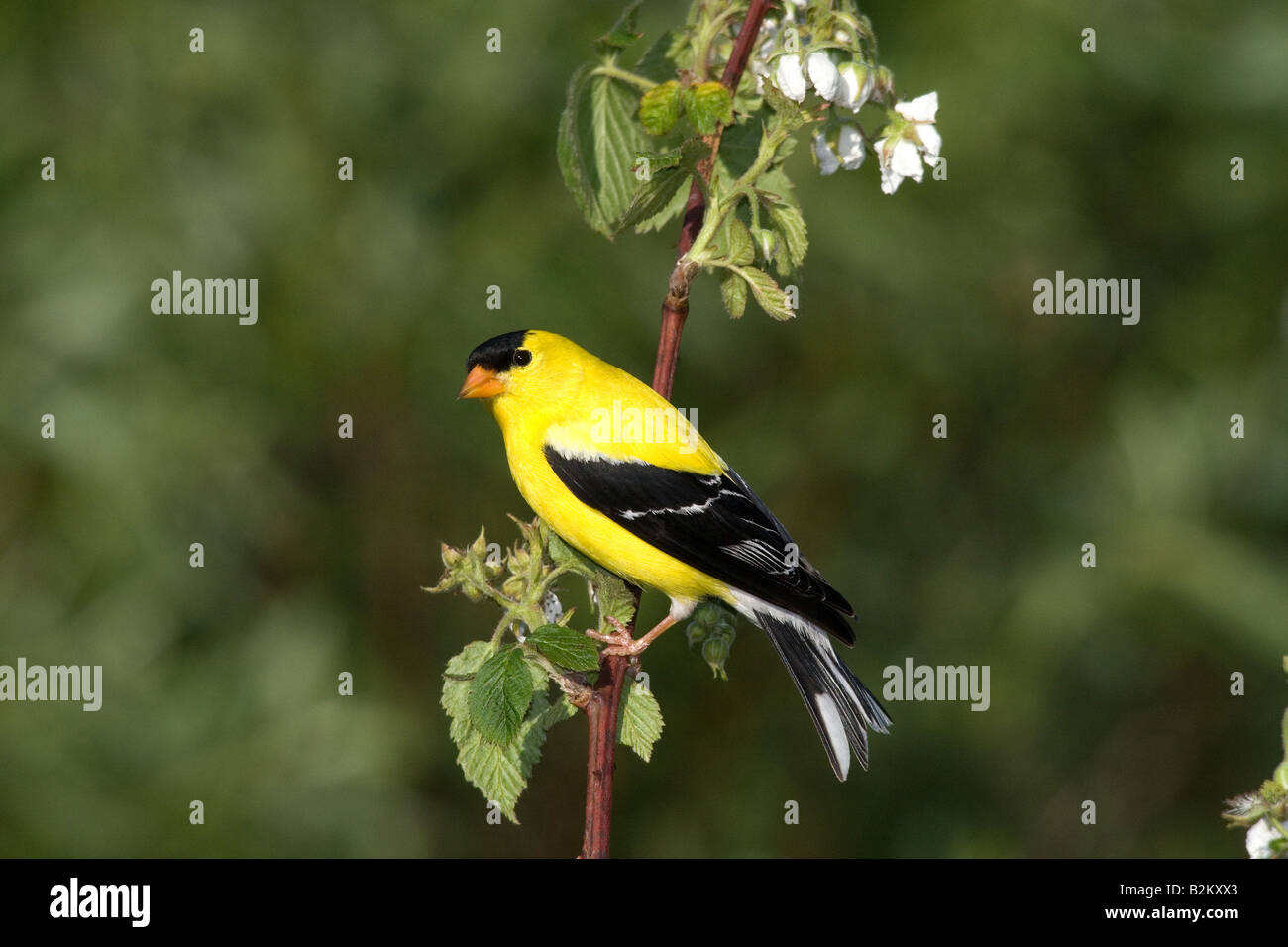 American goldfinch male Stock Photo - Alamy