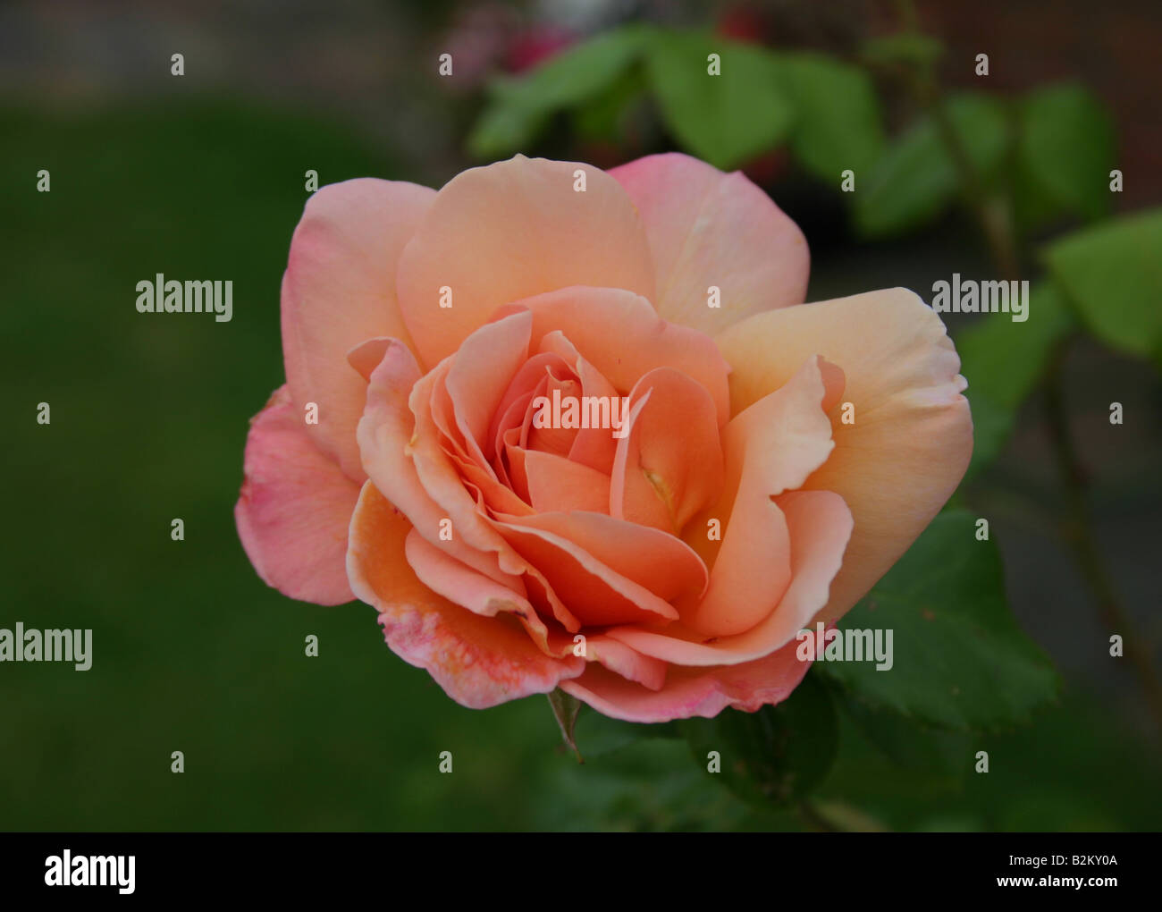 Soft pastel rose hi-res stock photography and images - Alamy