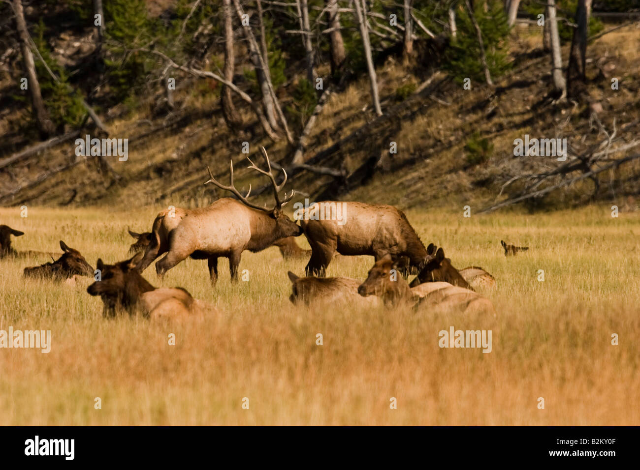 Elk Wapiti (Cervus canadensis) Bull with harem Stock Photo - Alamy