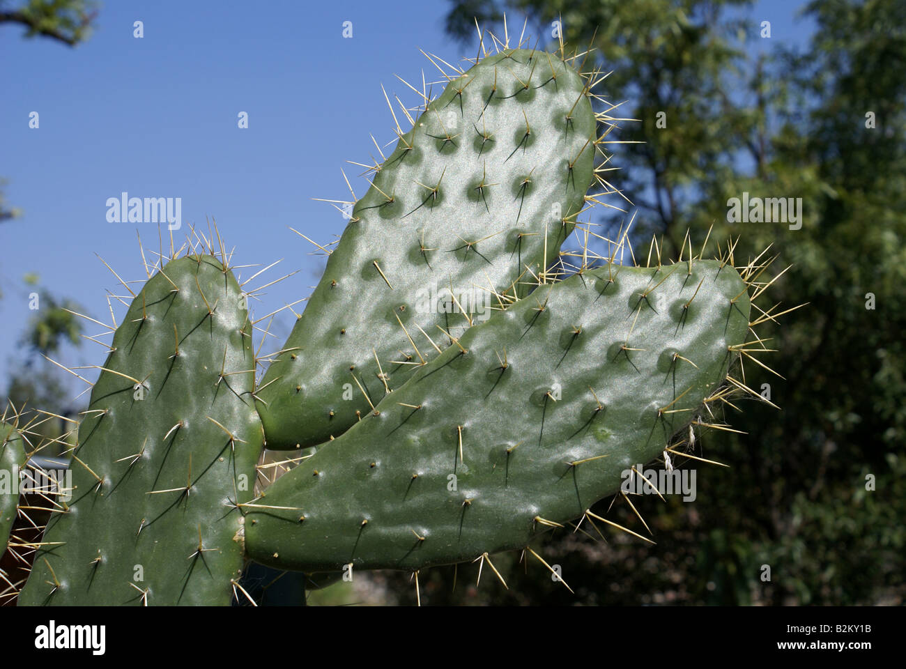 Mexico prickly cactus hi-res stock photography and images - Alamy