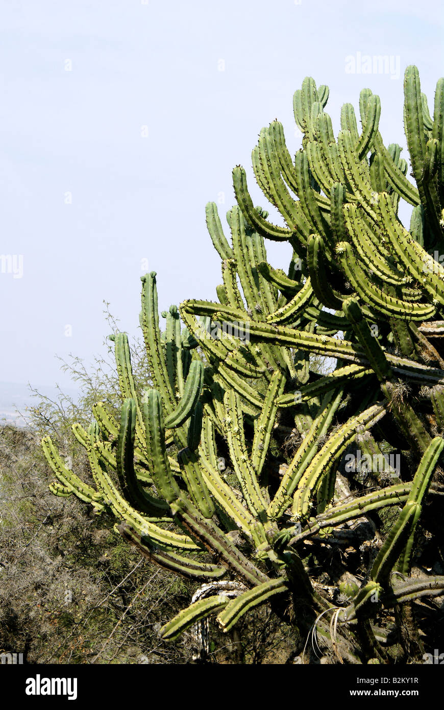 Large growth of Mexico cactus Stock Photo - Alamy