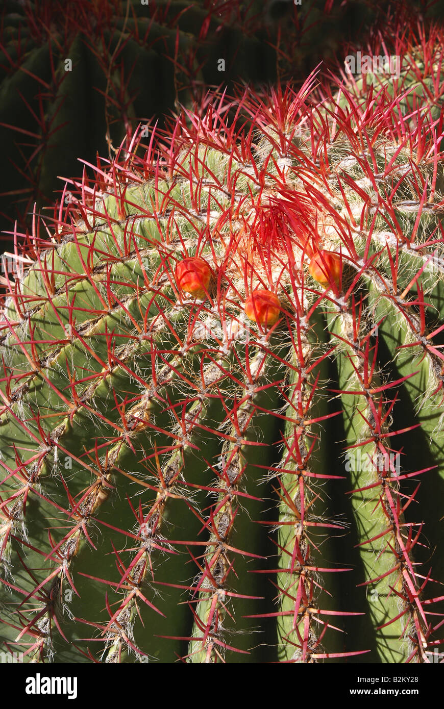 Cactus plant in Mexico with red budding flowers Stock Photo - Alamy