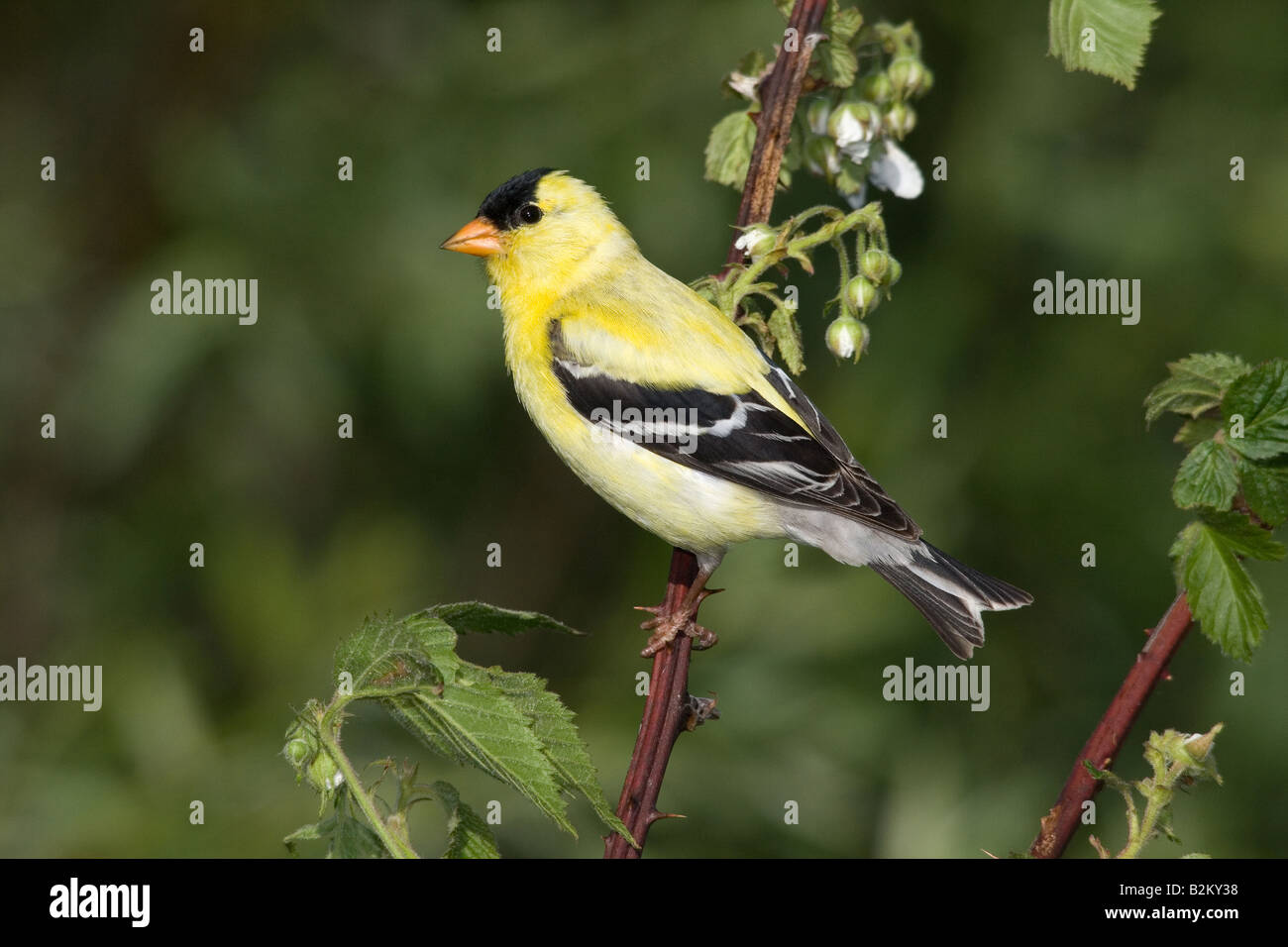 Goldfinch nest male female hi-res stock photography and images - Alamy