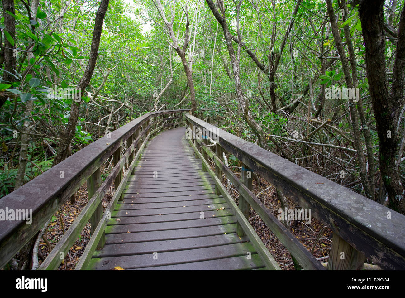 Jungle pathway hi-res stock photography and images - Alamy