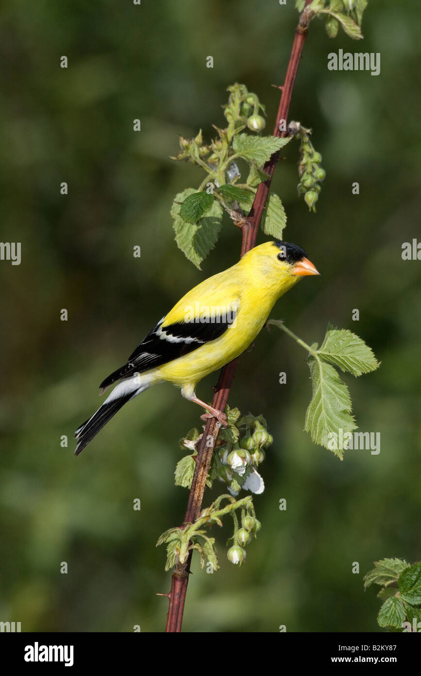 American goldfinch male Stock Photo - Alamy