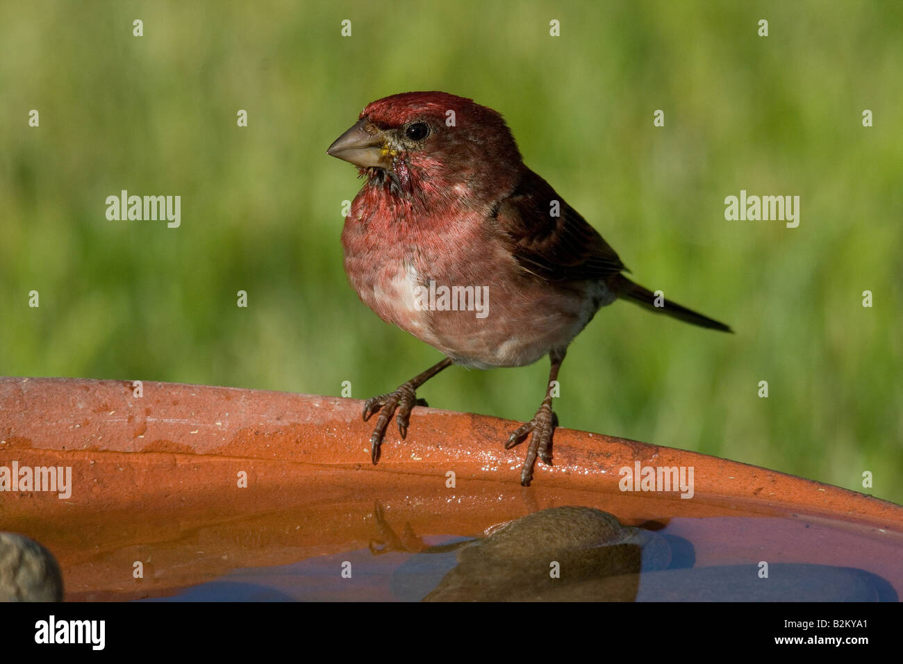 Purple finch male Stock Photo - Alamy