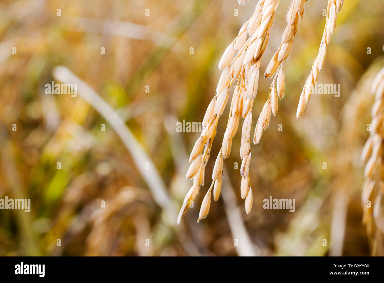 Rice heads in Thailand Stock Photo - Alamy