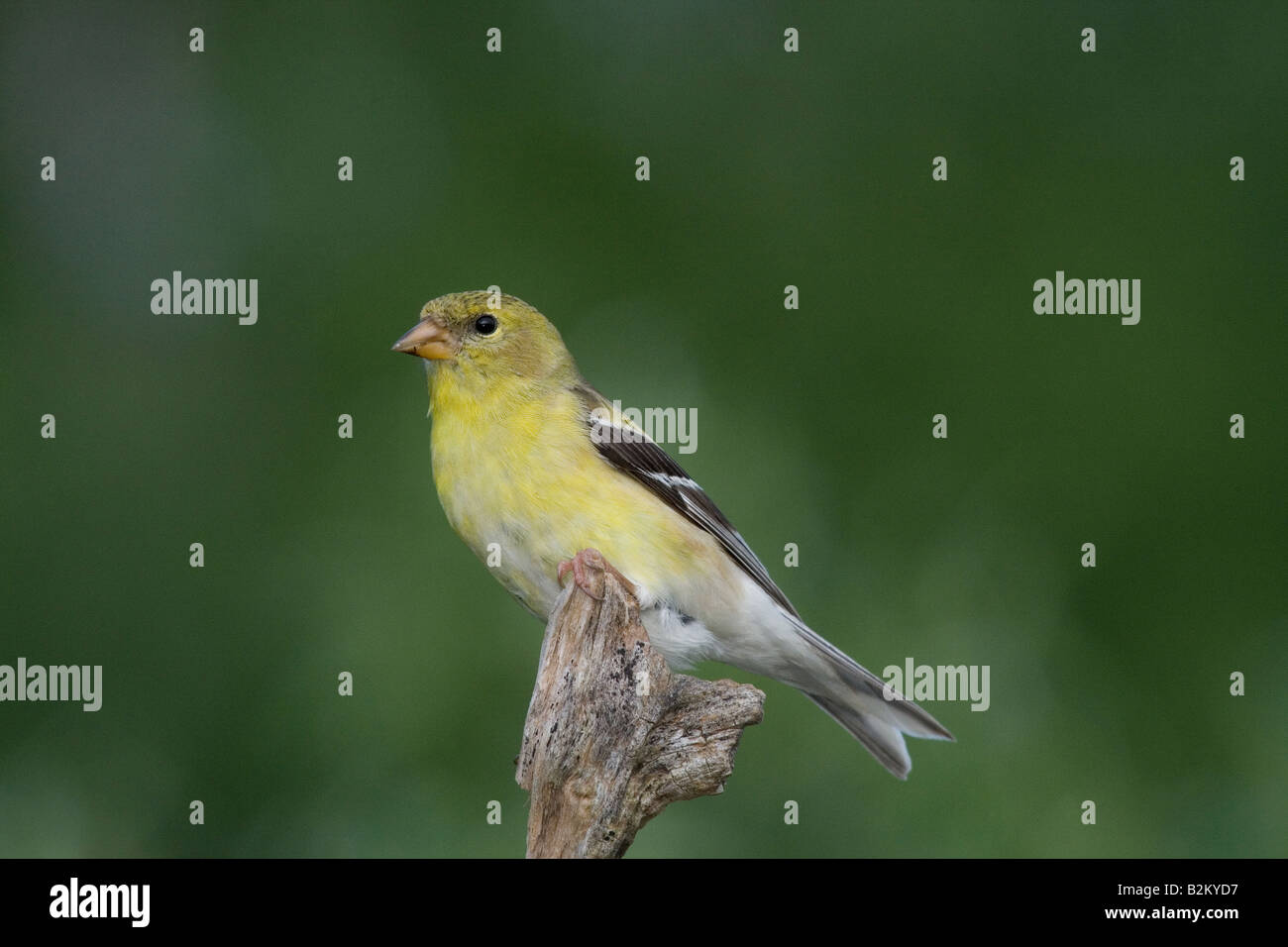Female American goldfinch Stock Photo - Alamy