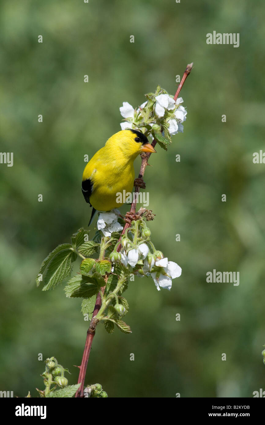 An american goldfinch hi-res stock photography and images - Alamy