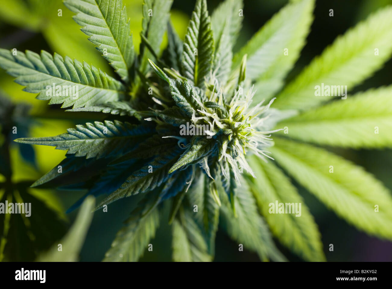 Marijuana grow room hi-res stock photography and images - Alamy