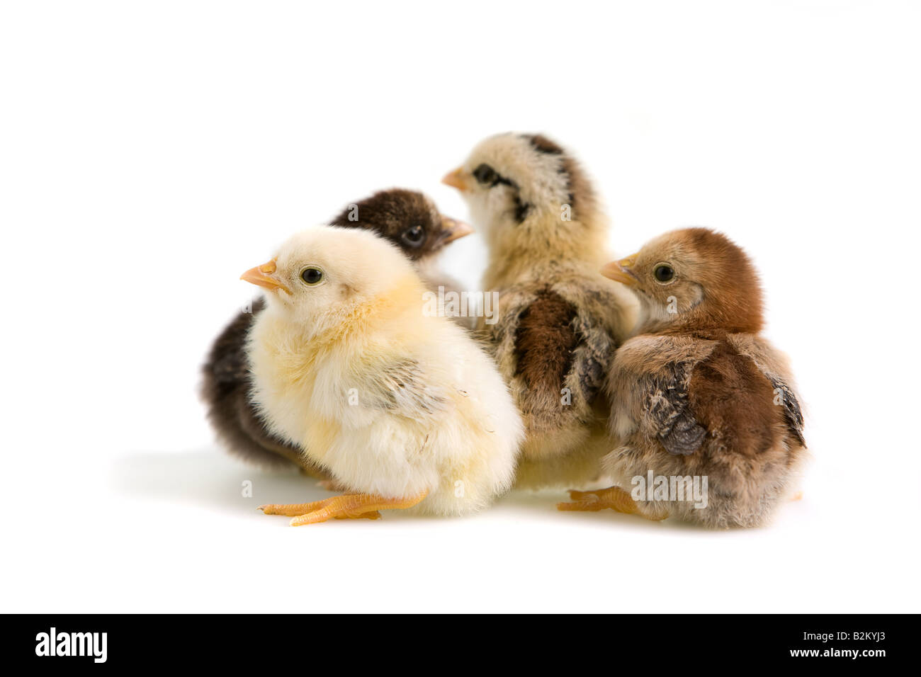 Group of coloured chicks Stock Photo - Alamy