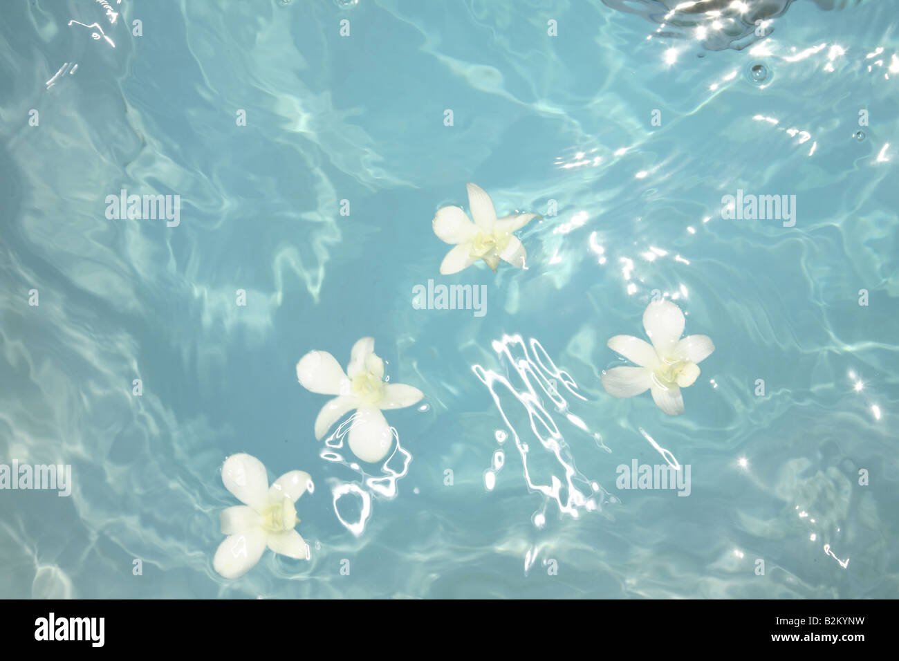 flowers in swimming pool Stock Photo - Alamy
